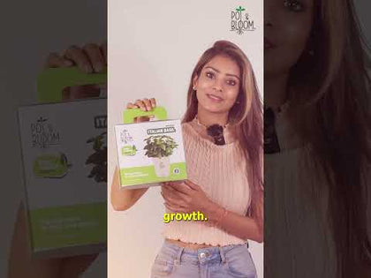Buy Italian Basil Kit Online at Best Price | Pot and Bloom