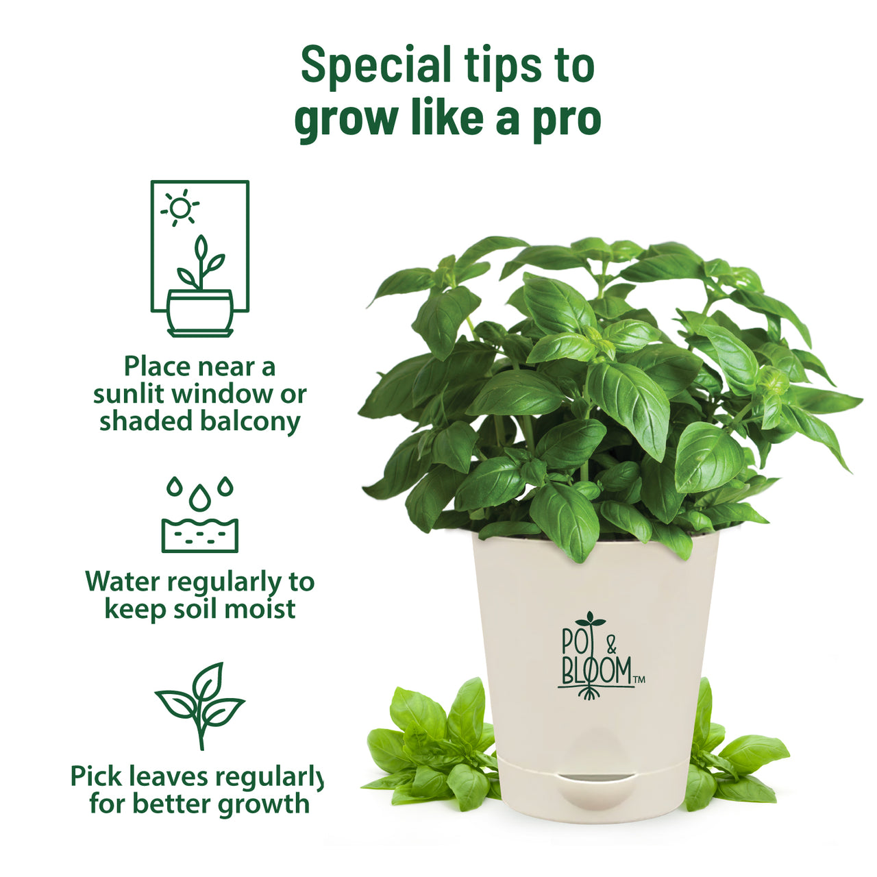Buy Fresh Italian Basil Herb Plant Kit Online – Pot and Bloom